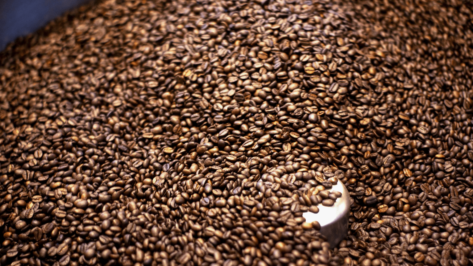 What’s the Difference Between Arabica and Robusta Coffee? | Barista ...
